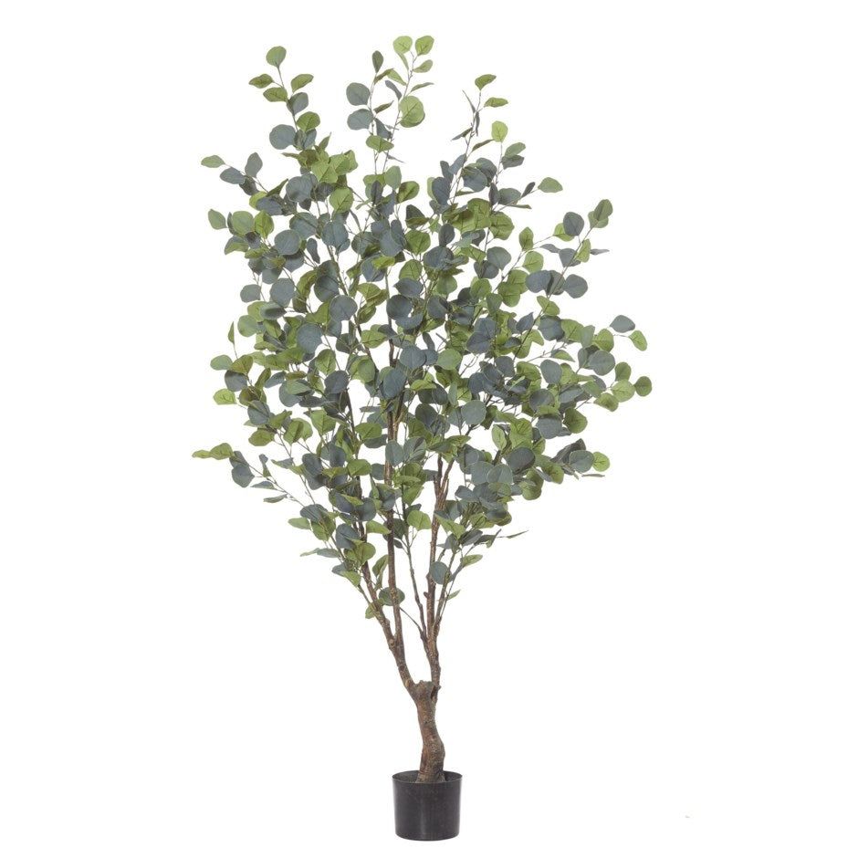 Monarch 6' Eucalyptus Tree – GP Home Furniture